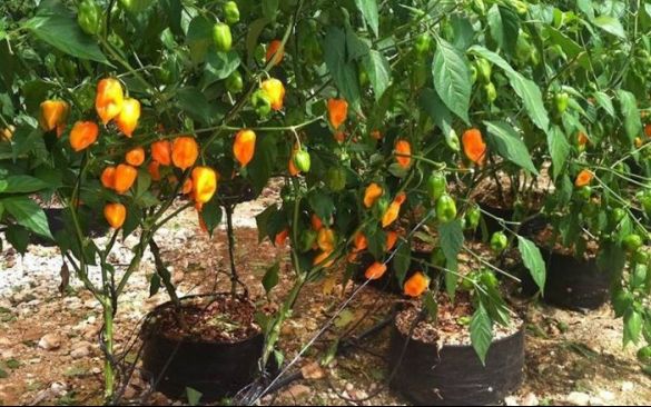 Campeche en vías de ser el mayor exportador de chile - Campeche HOY