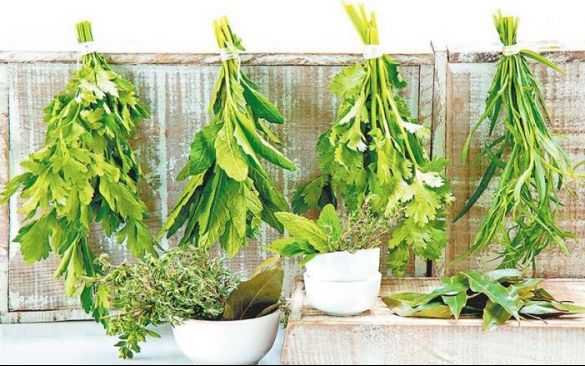 Yerbero mexicano - Campeche HOY