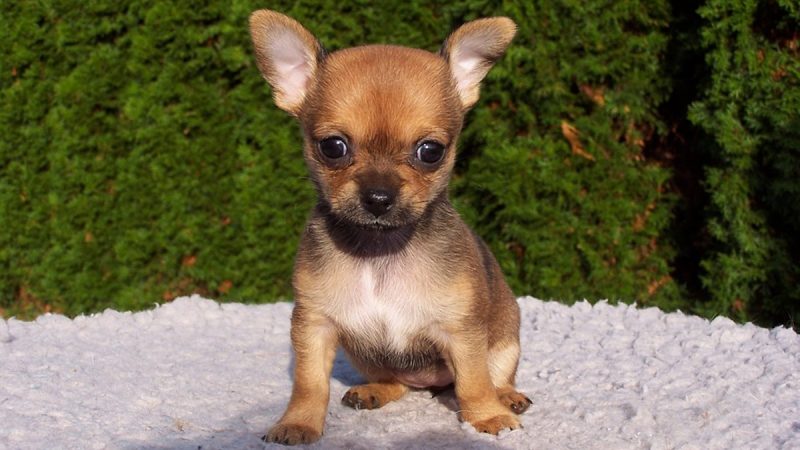 El perro chihuahua es el más popular en México, pero no en el mundo ...
